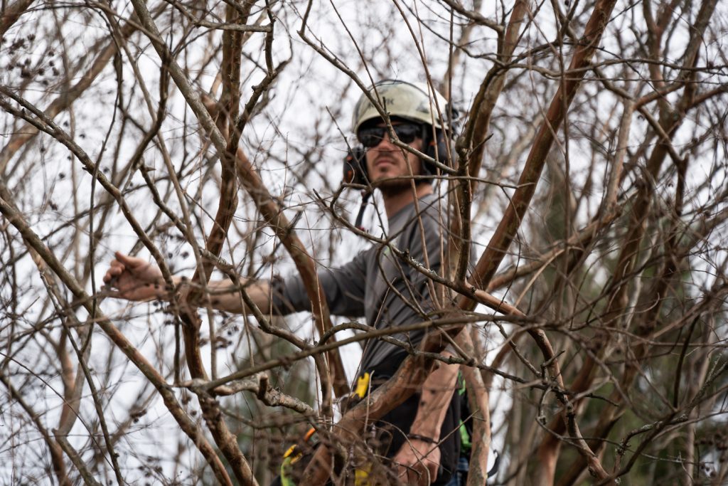 Greenville, SC Tree Service | Tree Dimensions