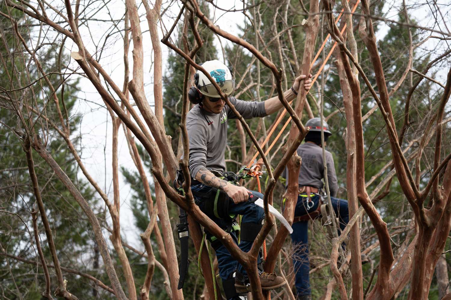 Winter Tree Trimming in Spartanburg, SC | Tree Dimensions