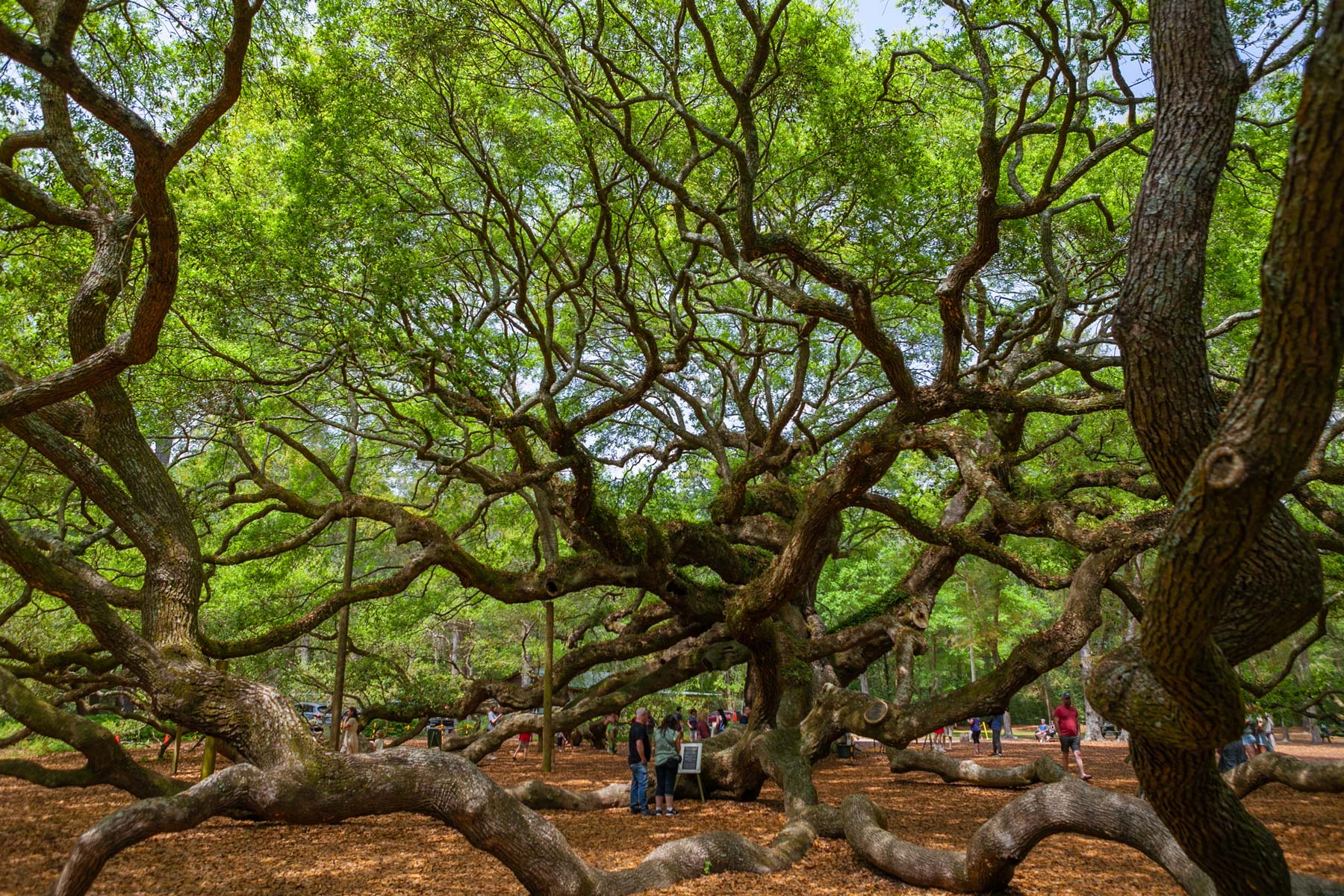 South Carolina's Oldest Tree : The Angel Oak | Tree Dimensions