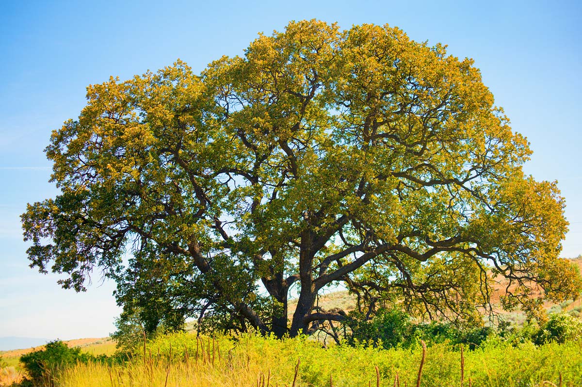 All About Oak Trees: A Guide for Tree Enthusiasts | Tree Dimensions